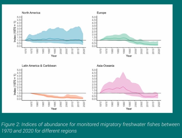 81% average decline in migratory fish populations since 1970 – European ...